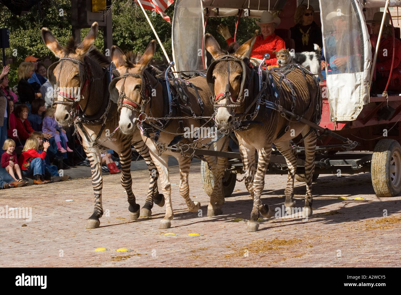 Zebra donkey hybrid hi-res stock photography and images - Alamy