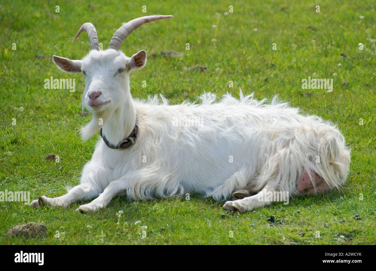 White irish goat hi-res stock photography and images - Alamy