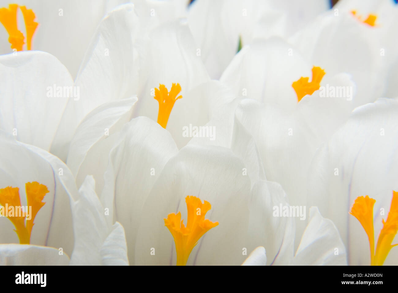 White crocuses close up Crocus vernus Stock Photo - Alamy