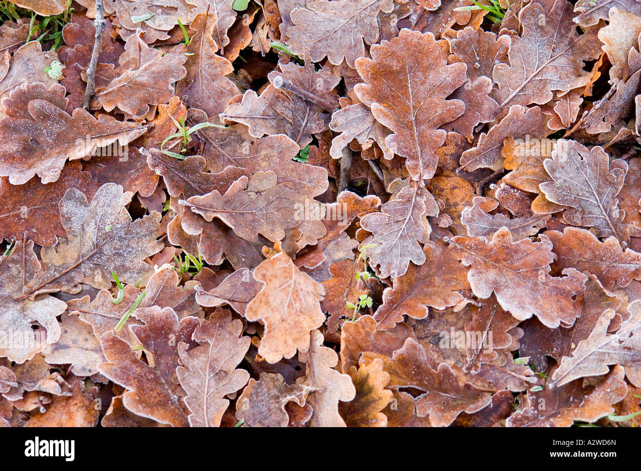 Fallen oak leaves covered with hoar frost Quercus robur Stock Photo - Alamy