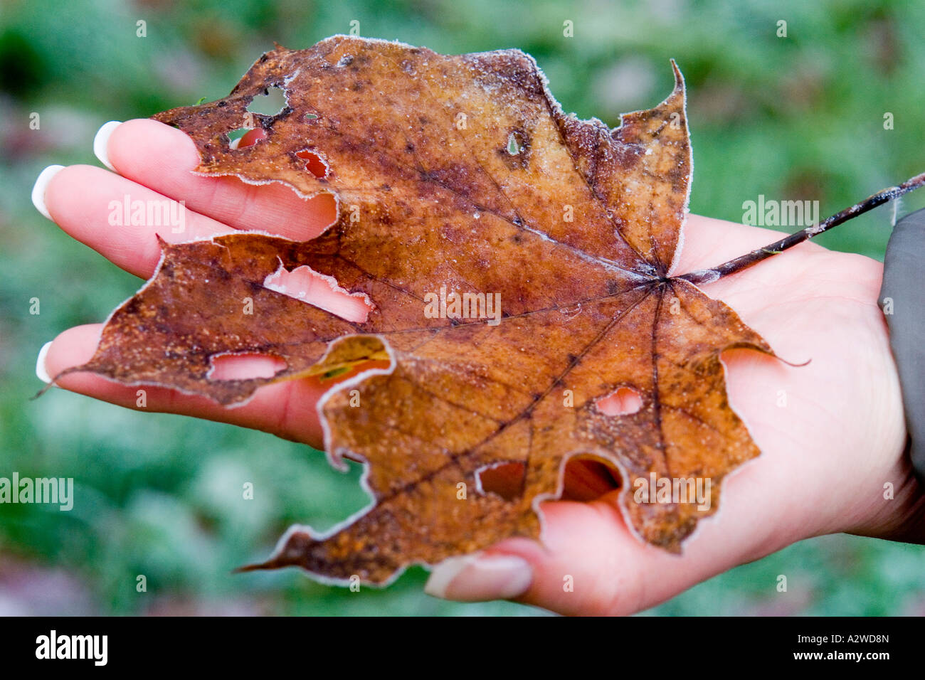 Fallen maple leaf on the hand Stock Photo - Alamy