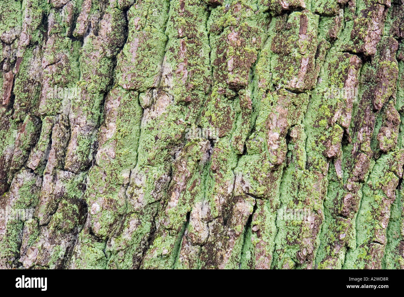 Old oak tree bark close up Quercus robur Stock Photo - Alamy