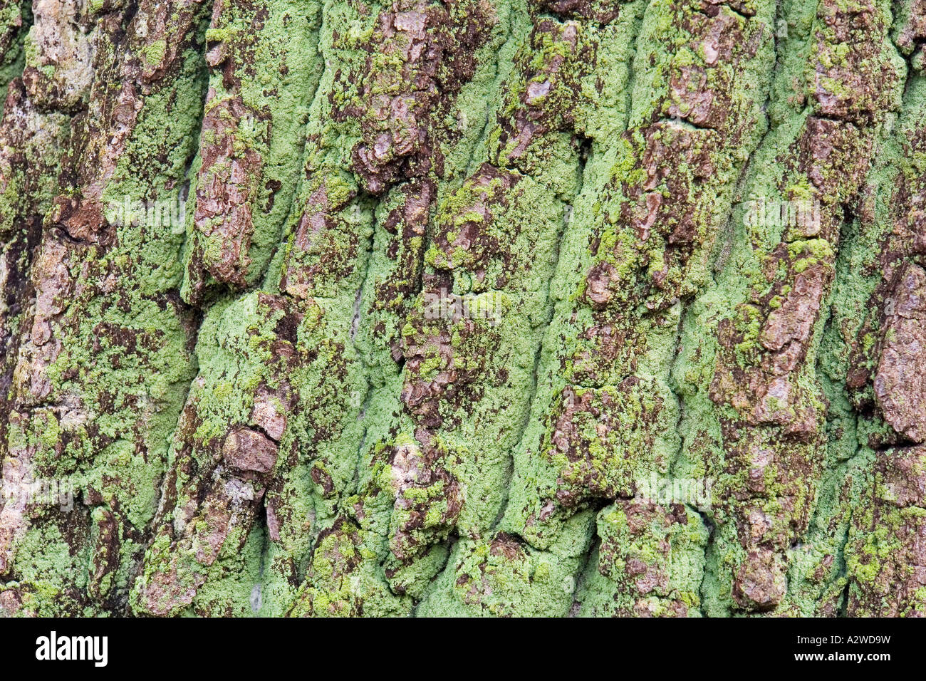 Quercus Garryana Bark