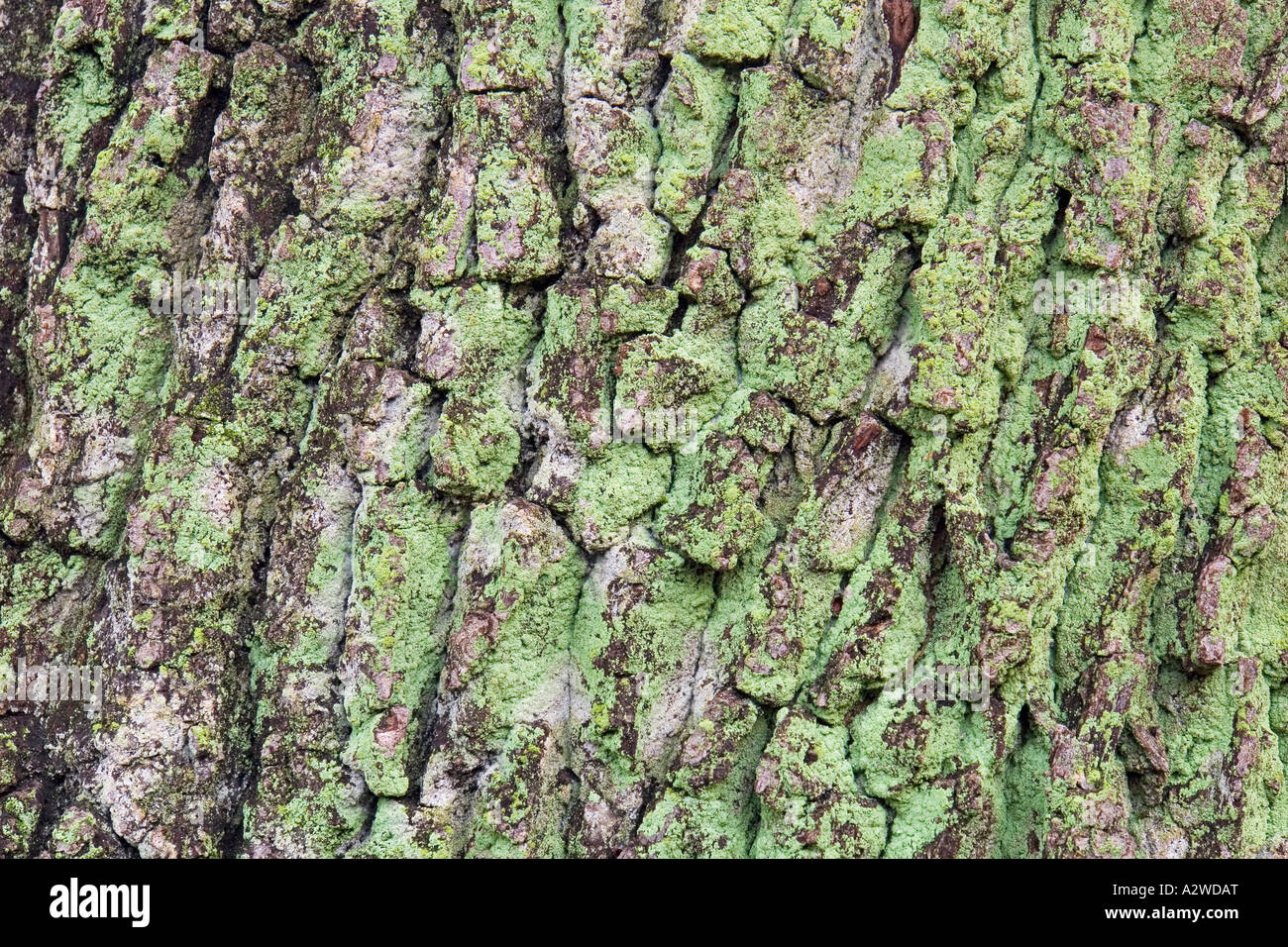 Old oak tree bark close up Quercus robur Stock Photo - Alamy