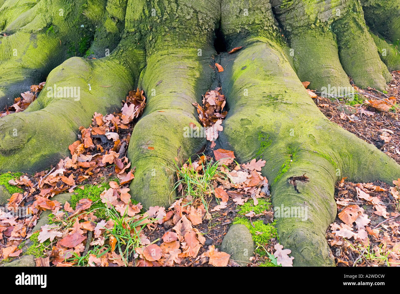 Old beech tree roots Fagus sylvatica Stock Photo - Alamy
