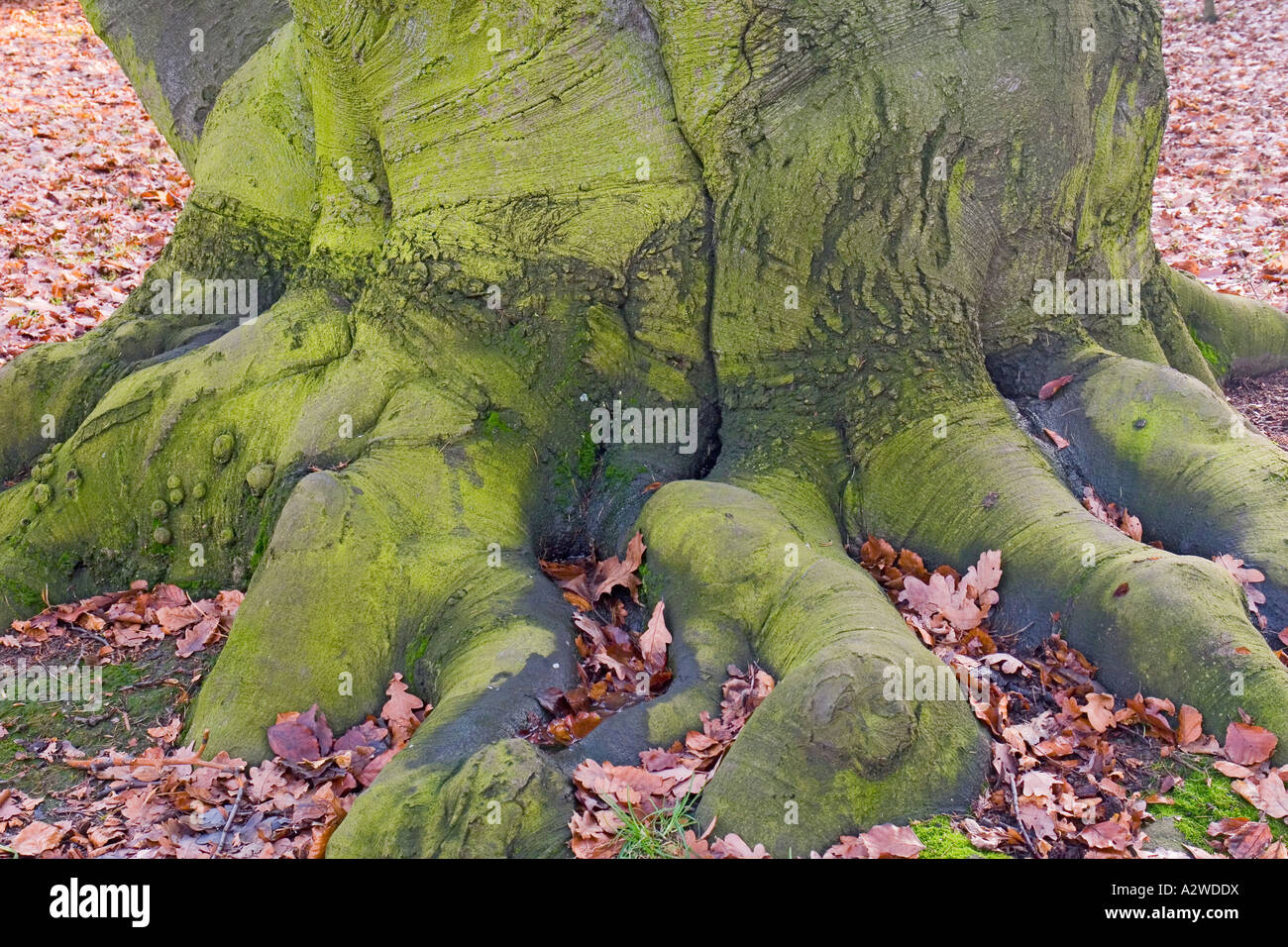 Old beech tree trunk Fagus sylvatica Stock Photo - Alamy