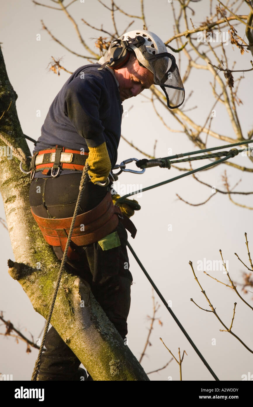 Climbing tree surgeon wearing helmet with visor up ear protectors ...