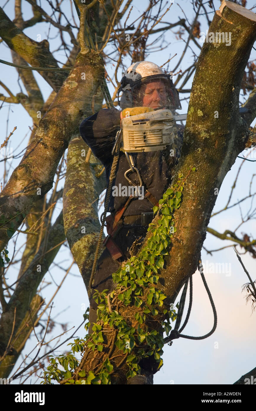 Climbing tree surgeon wearing helmet visor ear protectors harness ...