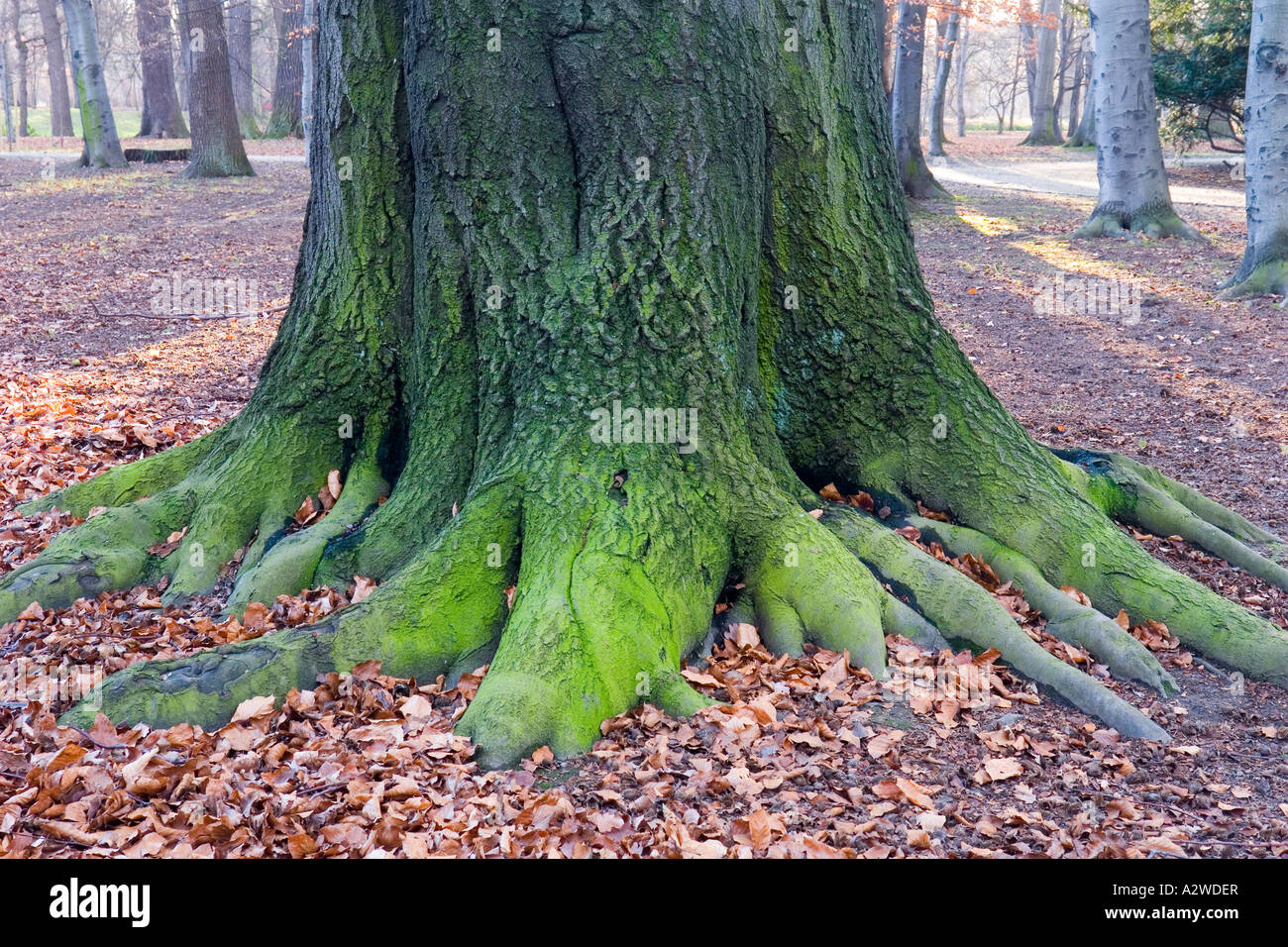 Old beech tree Fagus sylvatica Stock Photo - Alamy