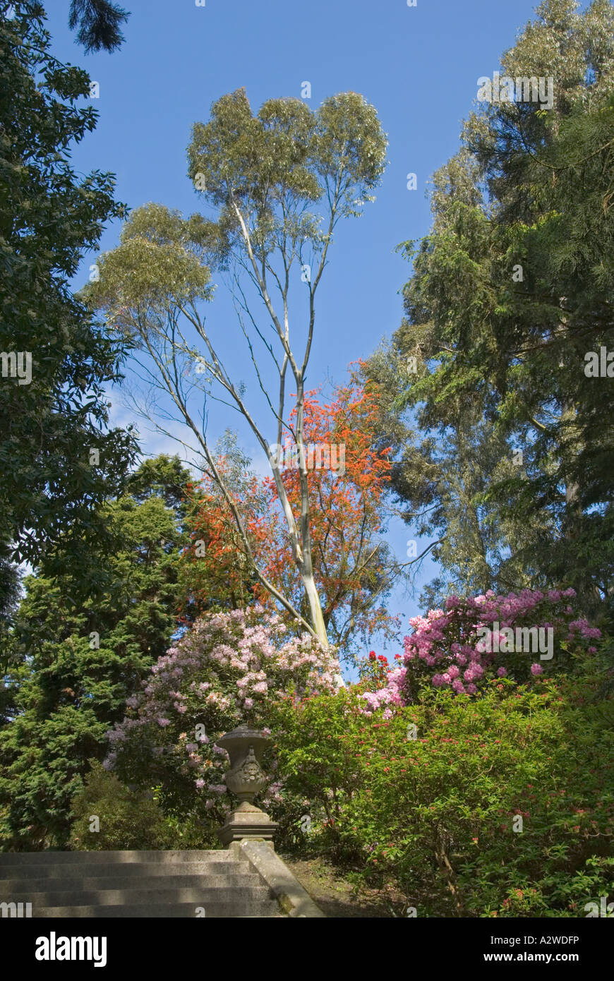 Annesley garden hi-res stock photography and images - Alamy