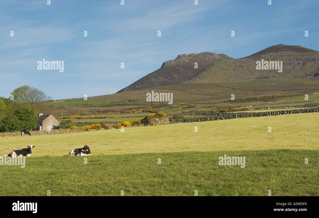 Northern Ireland County Down Mourne Mountains Mourne Wall cows in ...