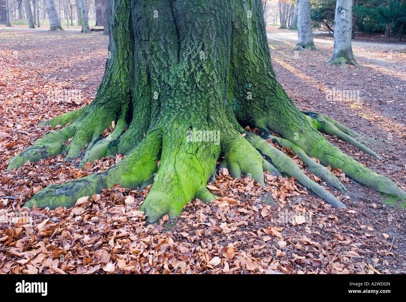 Old beech tree trunk Fagus sylvatica Stock Photo - Alamy