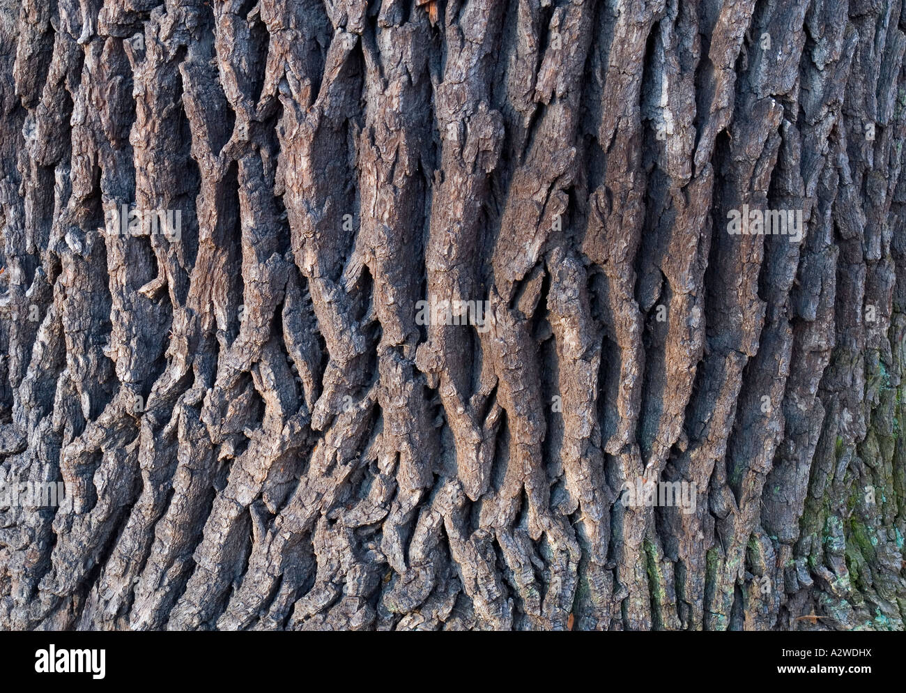 Old oak tree bark close up Quercus robur Stock Photo - Alamy