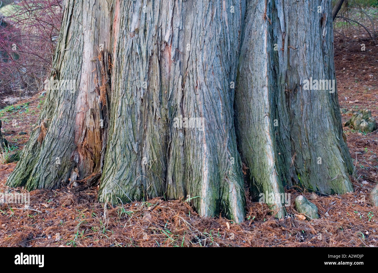 Swamp cypress tree trunk Taxodium distychum Stock Photo - Alamy
