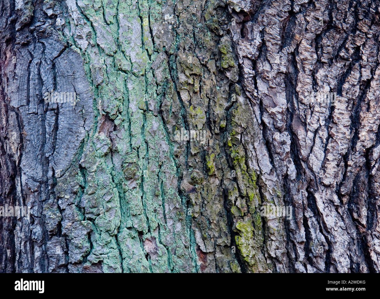 Old oak tree bark close up Quercus robur Stock Photo - Alamy