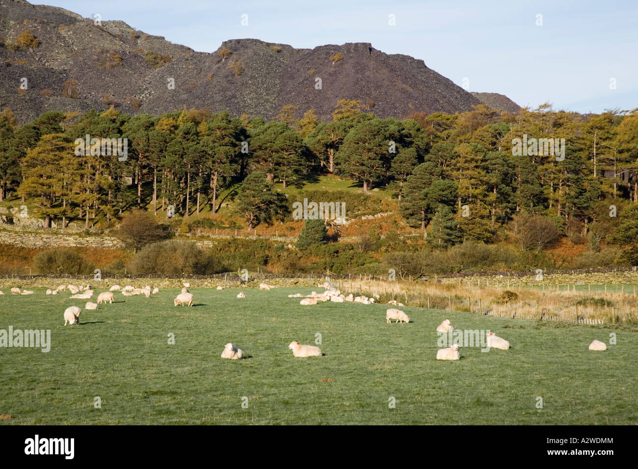 Sheep grazing in Nant Ffrancon valley with slate slag heap from old ...