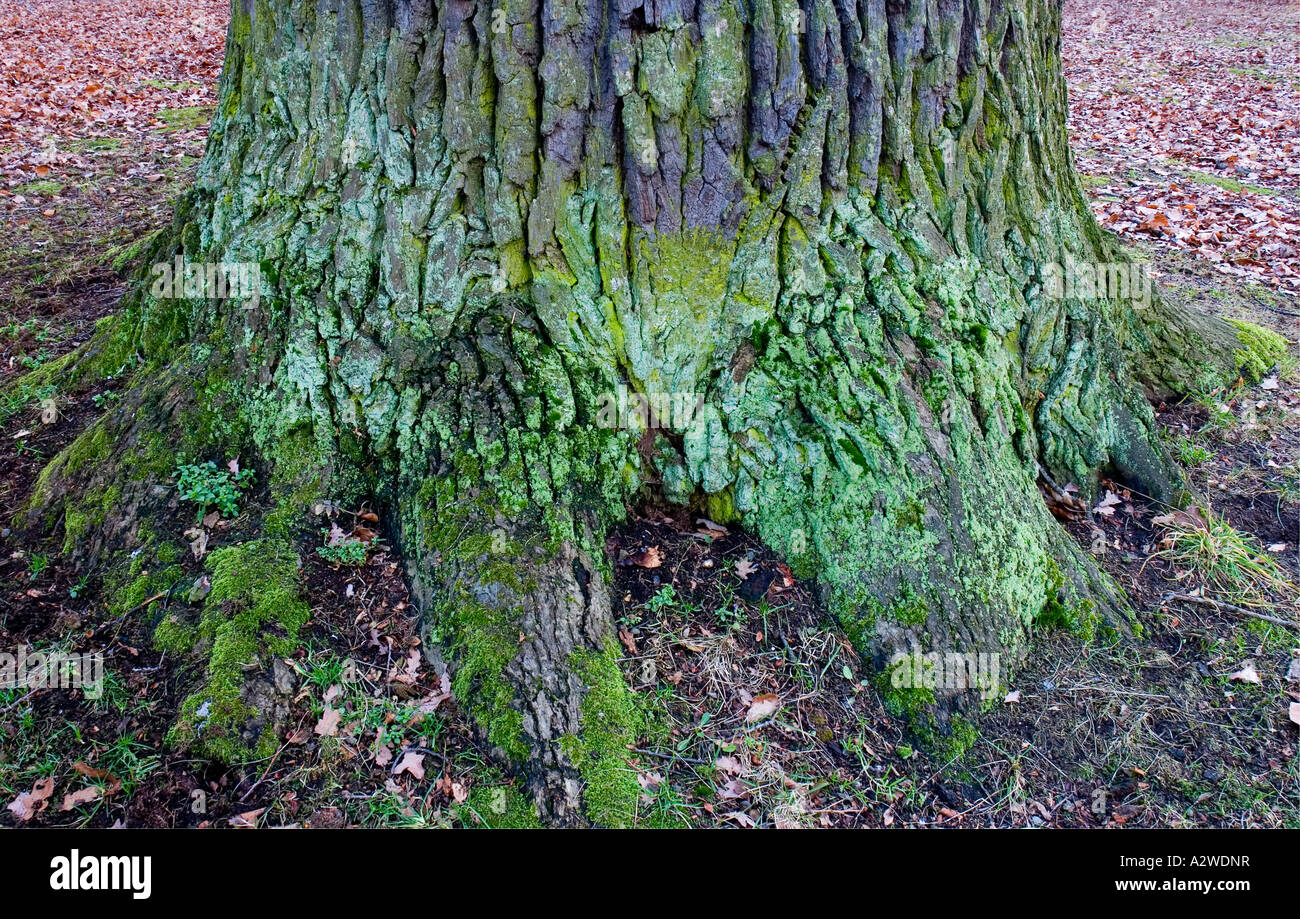 Old oak tree trunk Quercus robur Stock Photo - Alamy