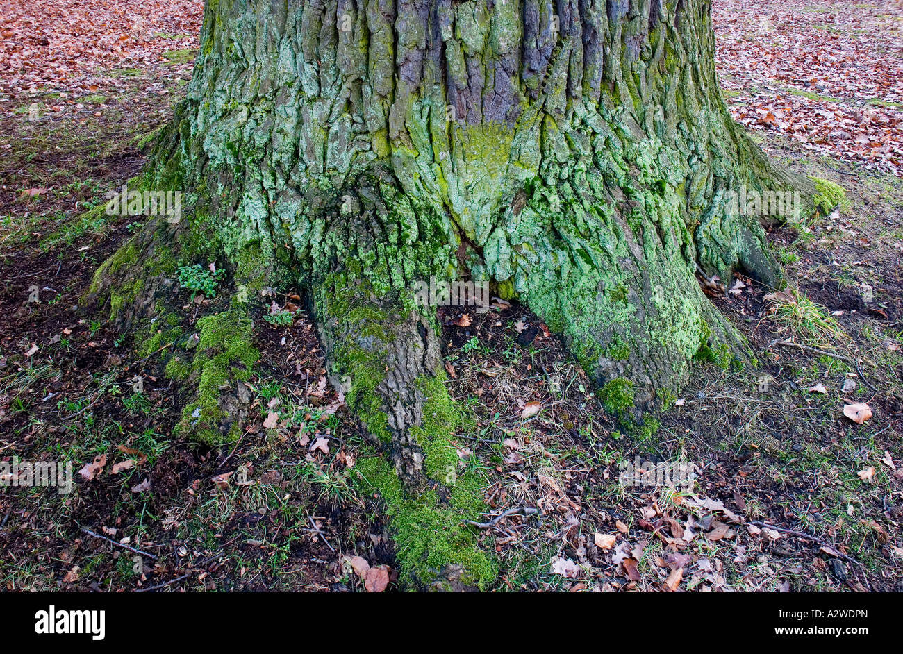 Old oak tree Quercus robur Stock Photo - Alamy