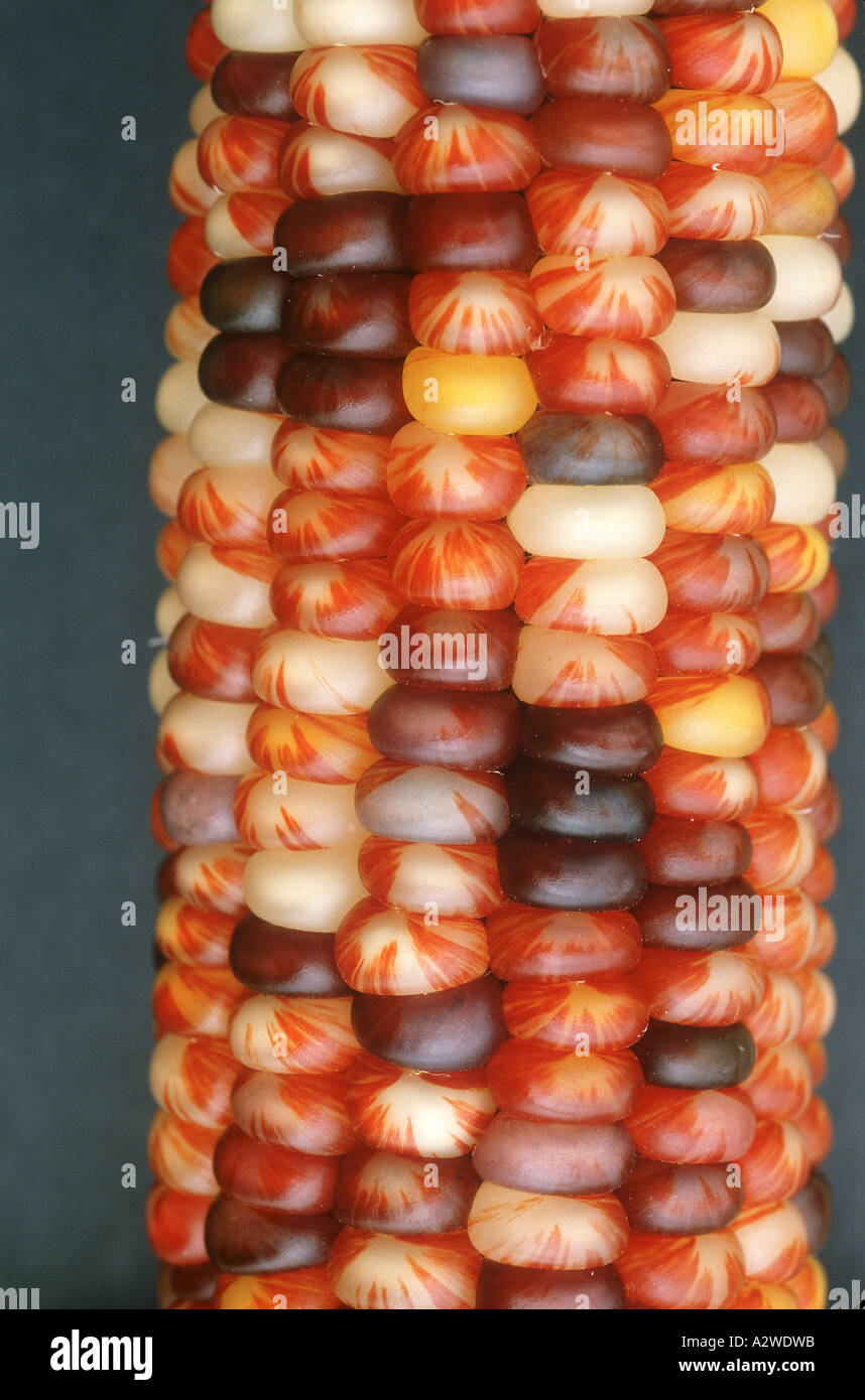 Fall grains hi-res stock photography and images - Alamy