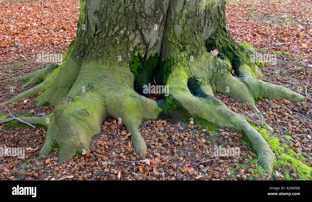Old beech tree trunk Fagus sylvatica Stock Photo - Alamy