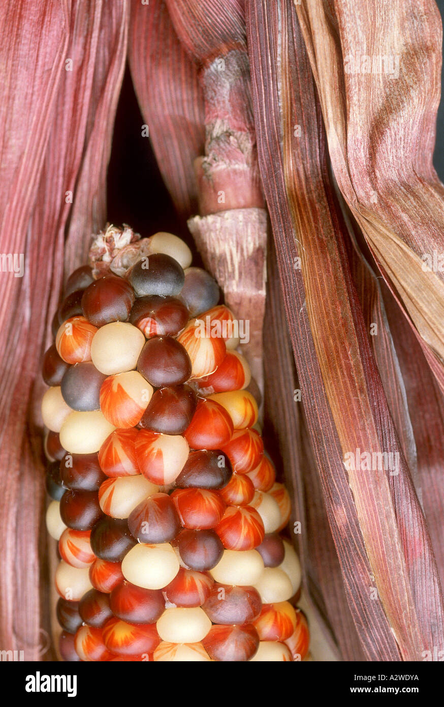 Colorful fall corn kernals Stock Photo - Alamy