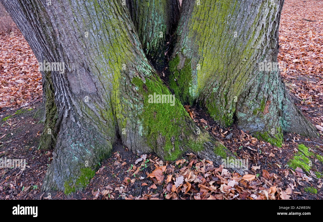 Old lime tree trunk tilia hi-res stock photography and images - Alamy
