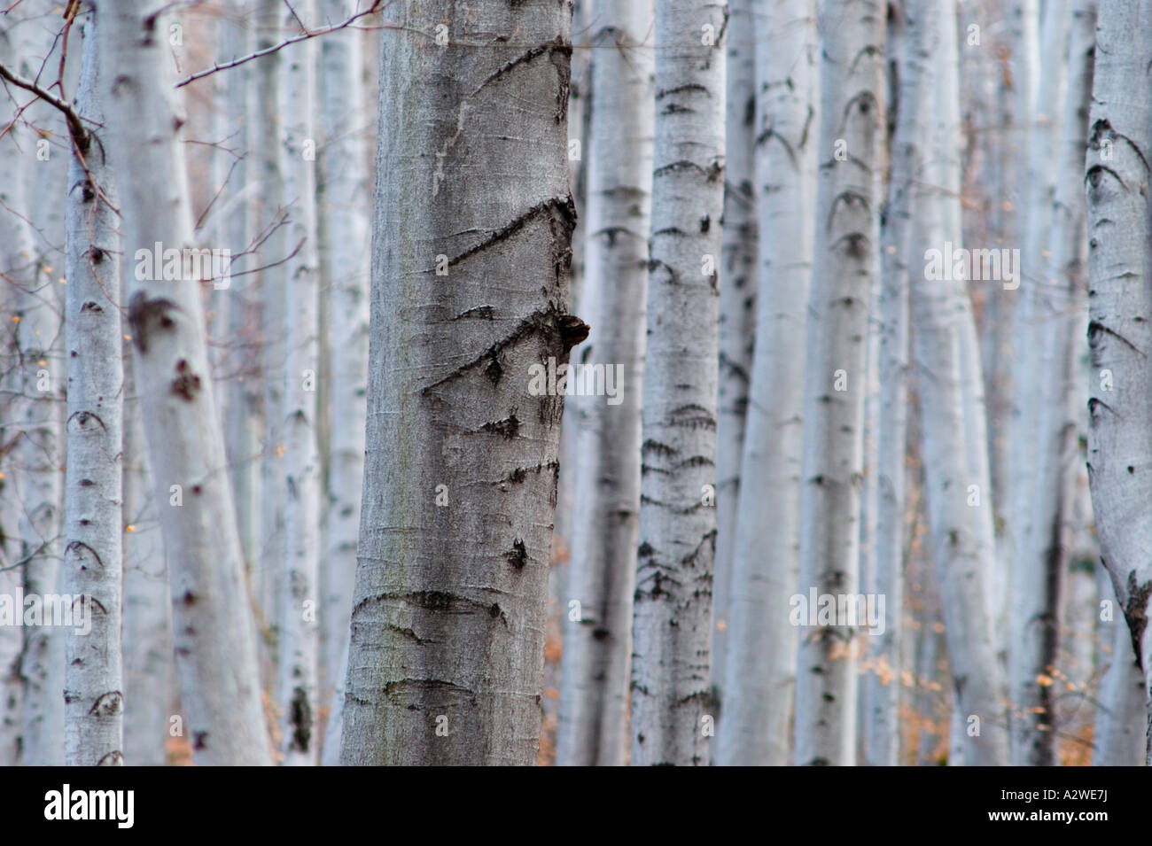 Beech tree trunks.Fagus sylvatica Stock Photo - Alamy