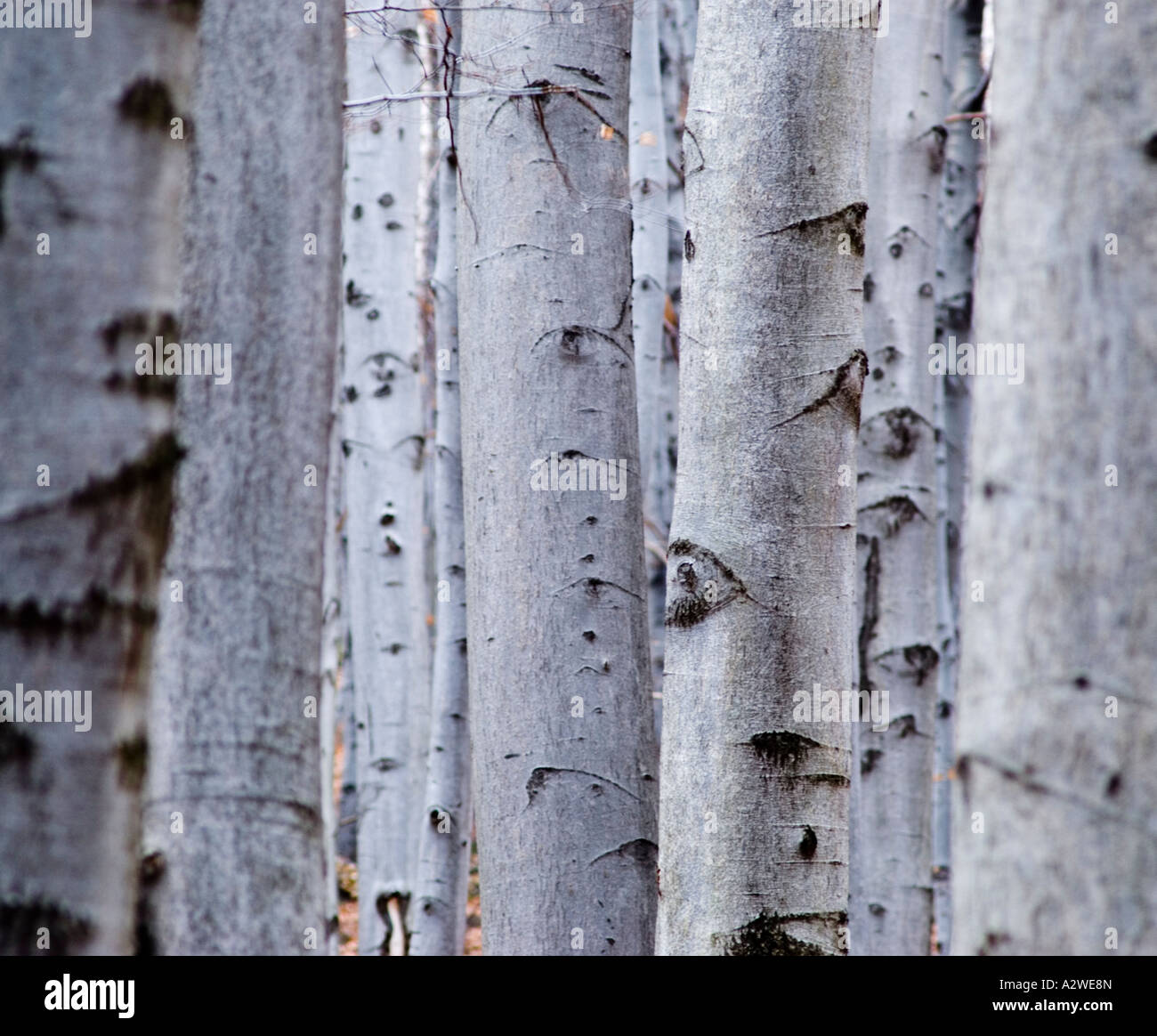 Beech trees trunks.Fagus sylvatica Stock Photo - Alamy