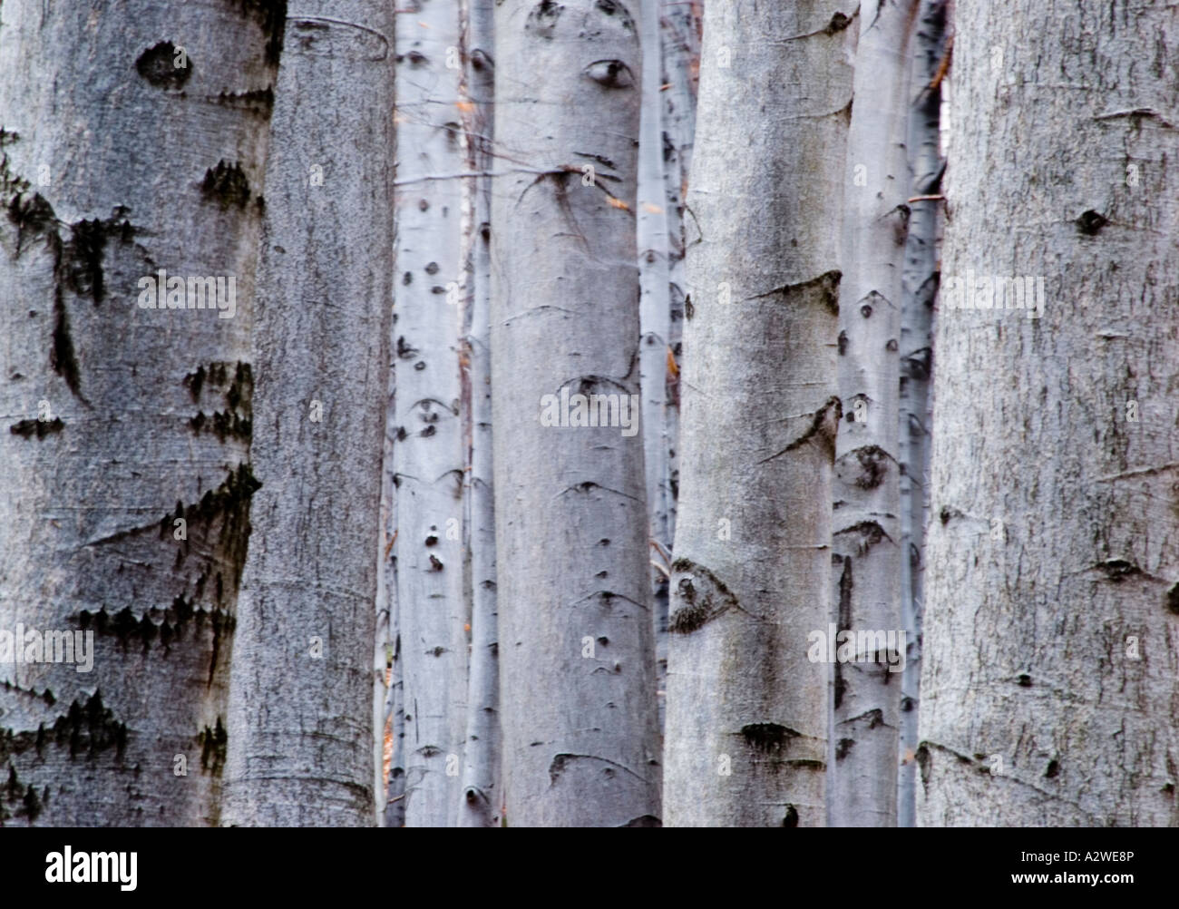 Beech trees trunks.Fagus sylvatica Stock Photo - Alamy