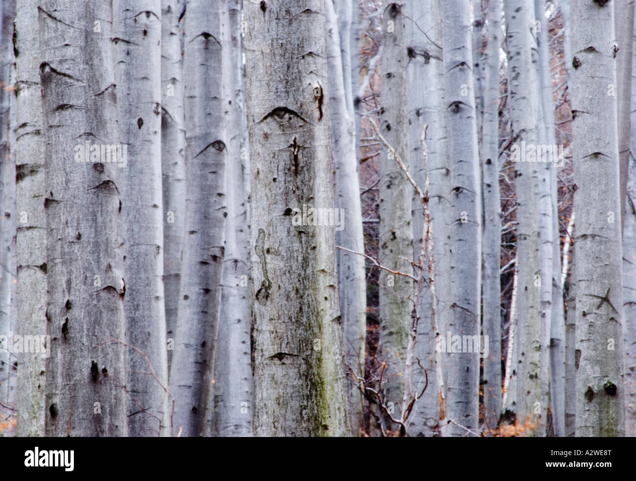 Beech tree trunks.Fagus sylvatica Stock Photo - Alamy