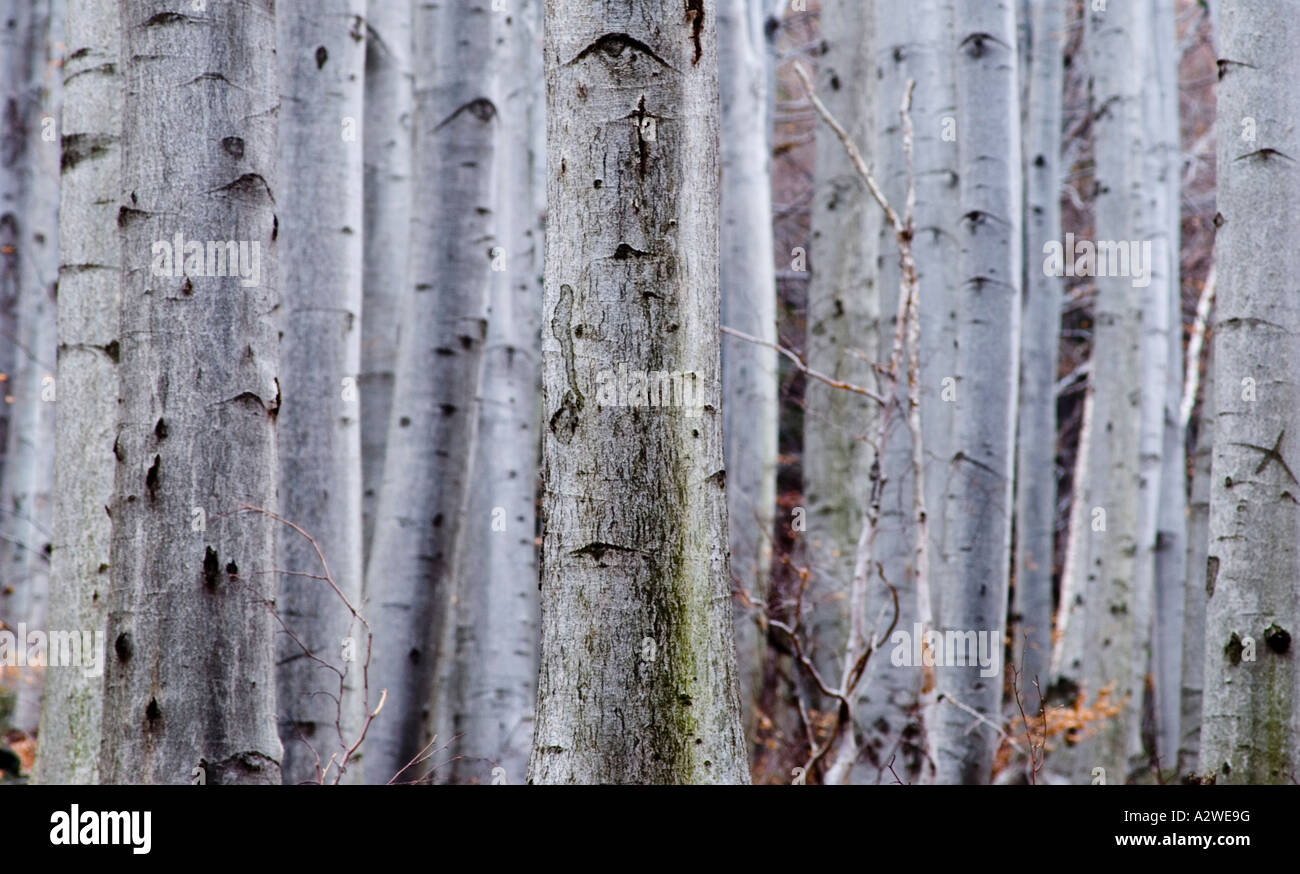 Beech tree trunks.Fagus sylvatica Stock Photo - Alamy