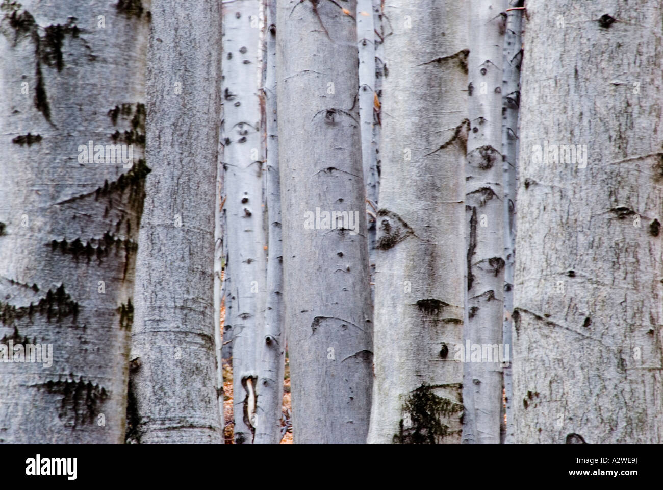 Beech tree trunks.Fagus sylvatica Stock Photo - Alamy