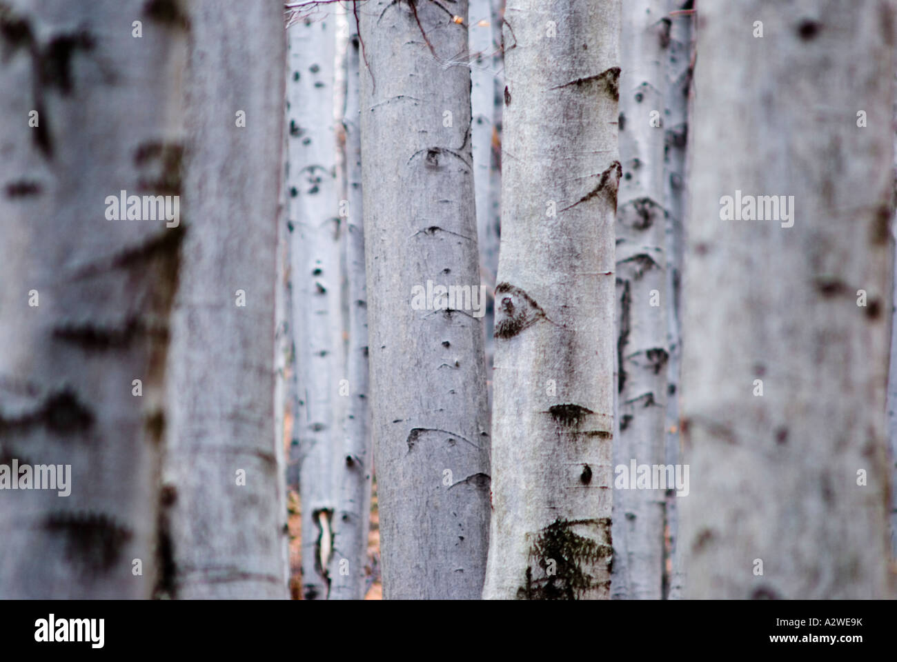 Beech tree trunks.Fagus sylvatica Stock Photo - Alamy