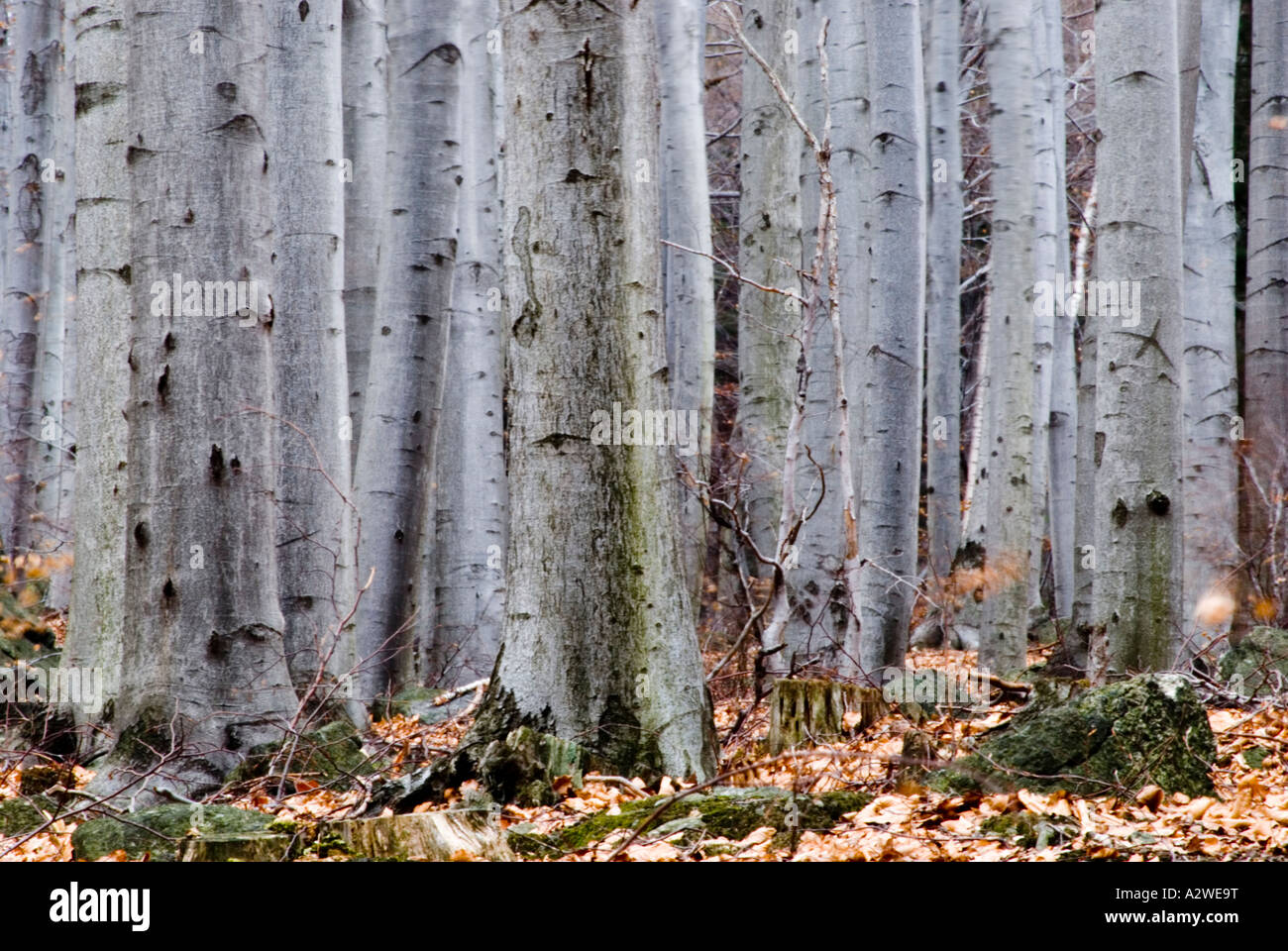 Beech tree trunks.Fagus sylvatica Stock Photo - Alamy