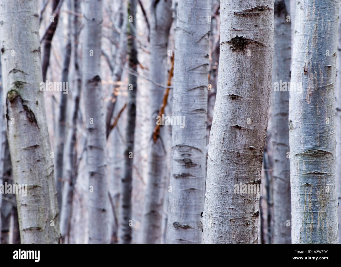 Beech tree trunks.Fagus sylvatica Stock Photo - Alamy
