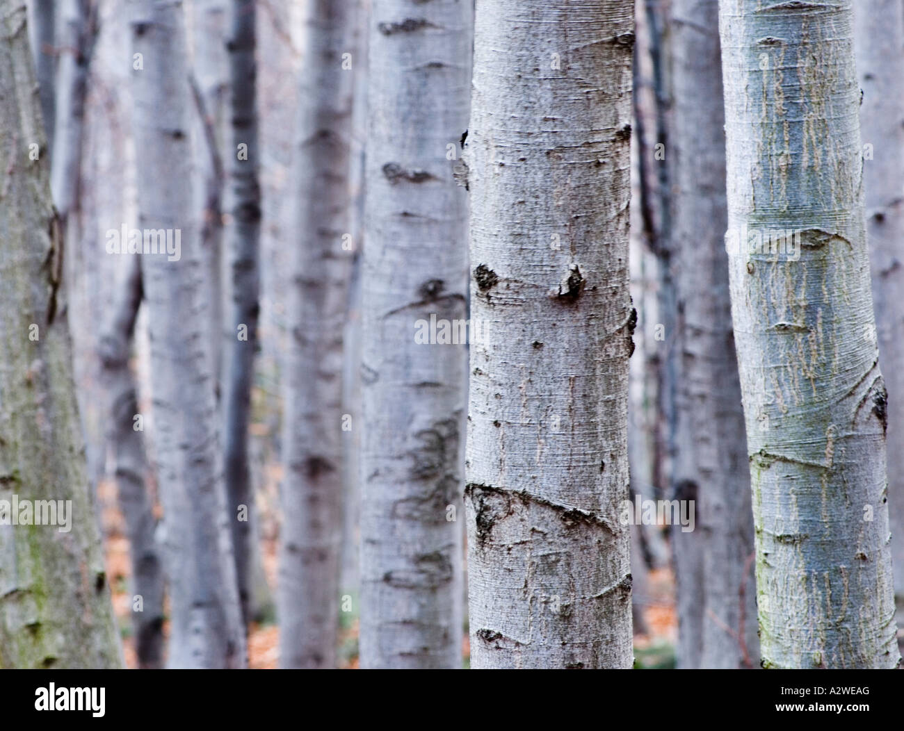 Beech tree trunks.Fagus sylvatica Stock Photo - Alamy