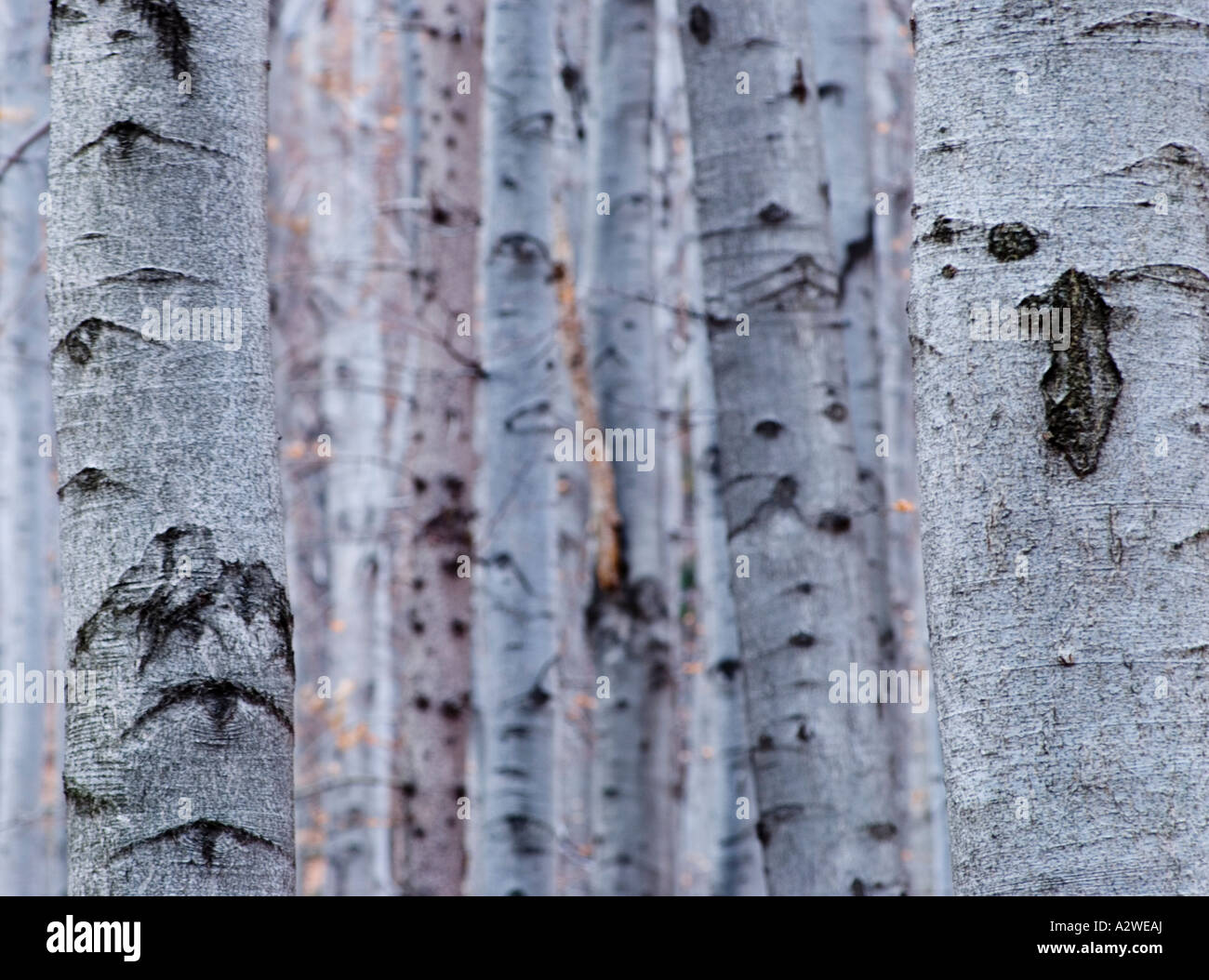 Beech tree trunks.Fagus sylvatica Stock Photo - Alamy