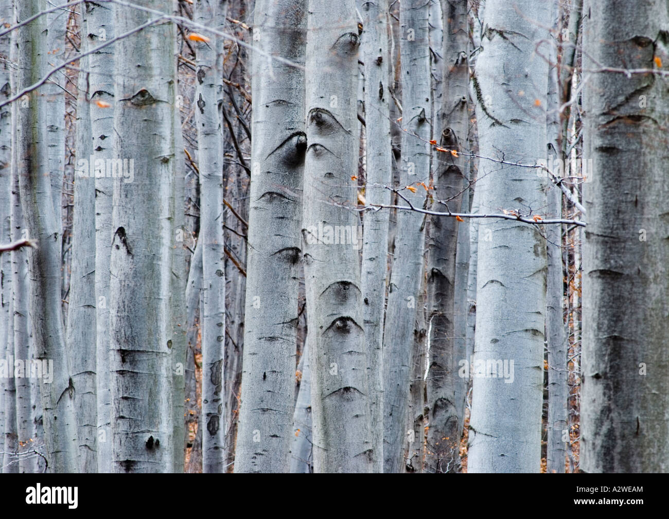 Beech tree trunks.Fagus sylvatica Stock Photo - Alamy