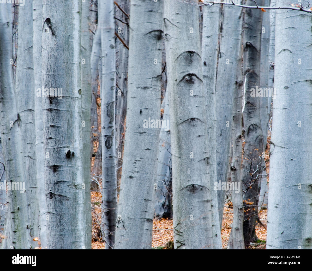 Beech tree trunks.Fagus sylvatica Stock Photo - Alamy