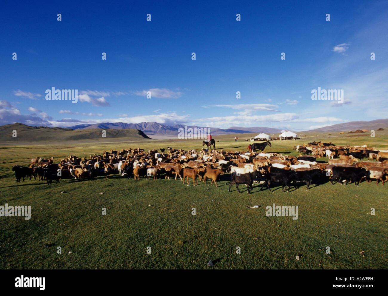 Mongolian plains nomads hi-res stock photography and images - Alamy