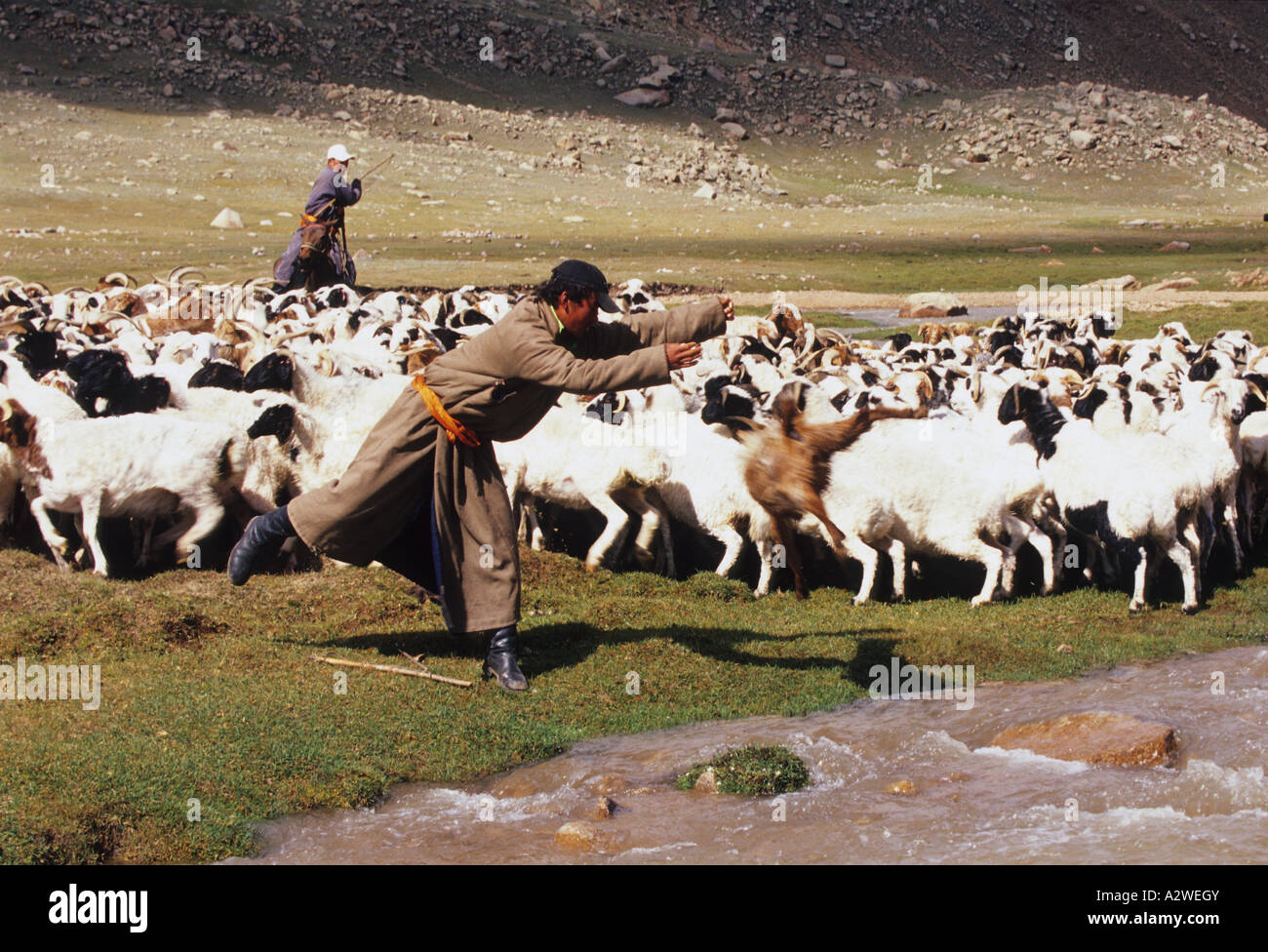 washing sheep mongolia Stock Photo - Alamy