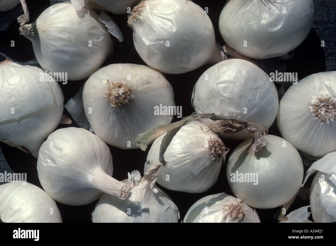 Strong onion odor hi-res stock photography and images - Alamy