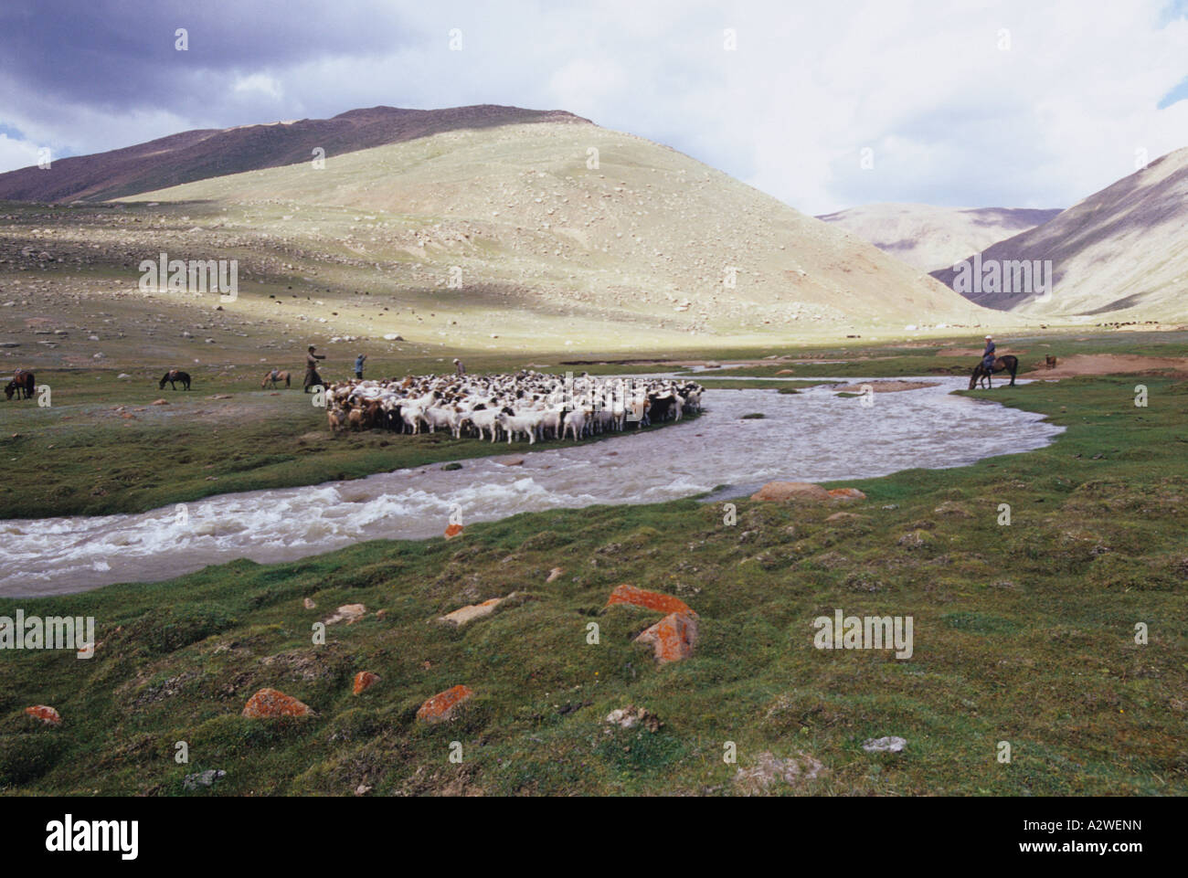 washing sheep mongolia Stock Photo - Alamy
