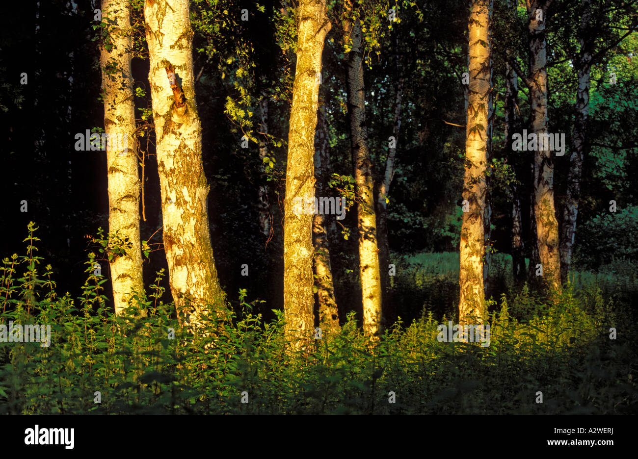 Birch trees in the park at Charlottenburg Palace Berlin Germany Stock ...