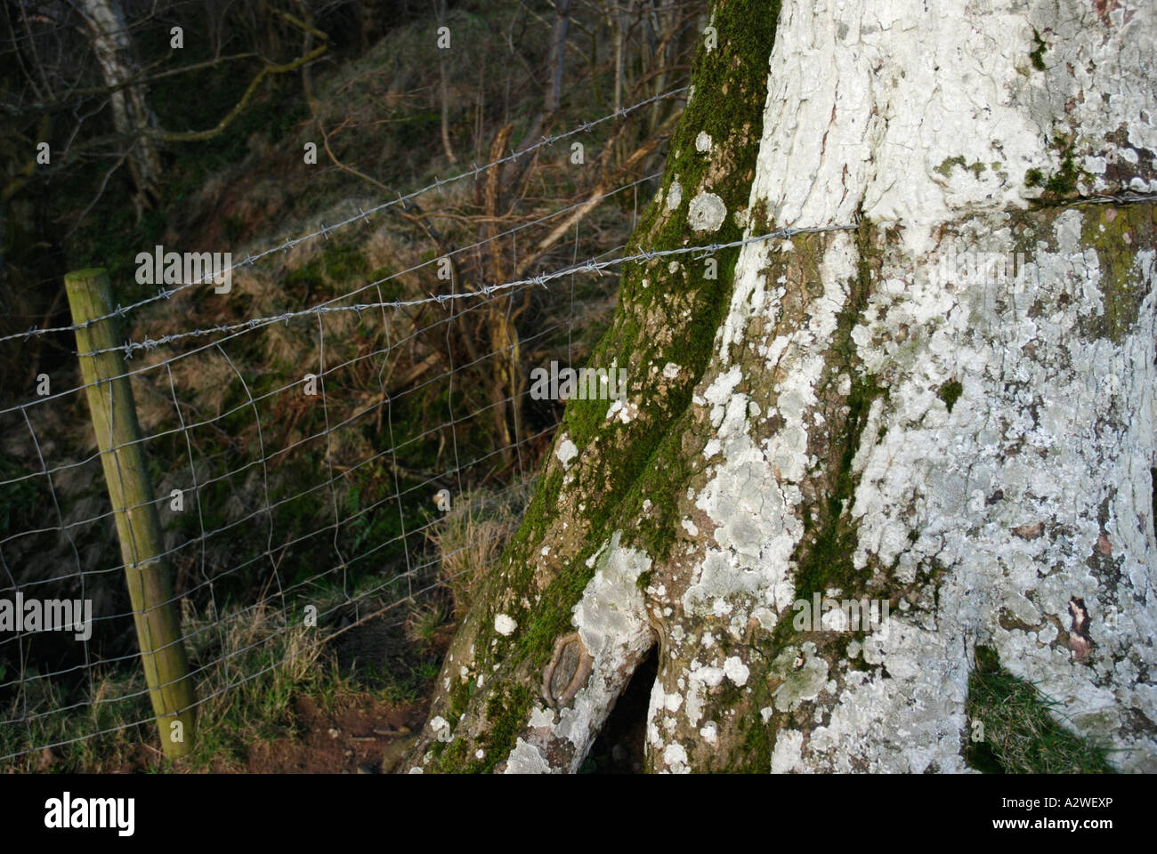 Barbed wire on tree Stock Photo - Alamy