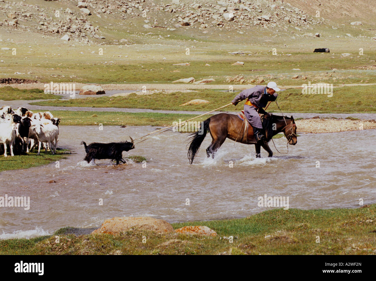 washing sheep mongolia Stock Photo - Alamy