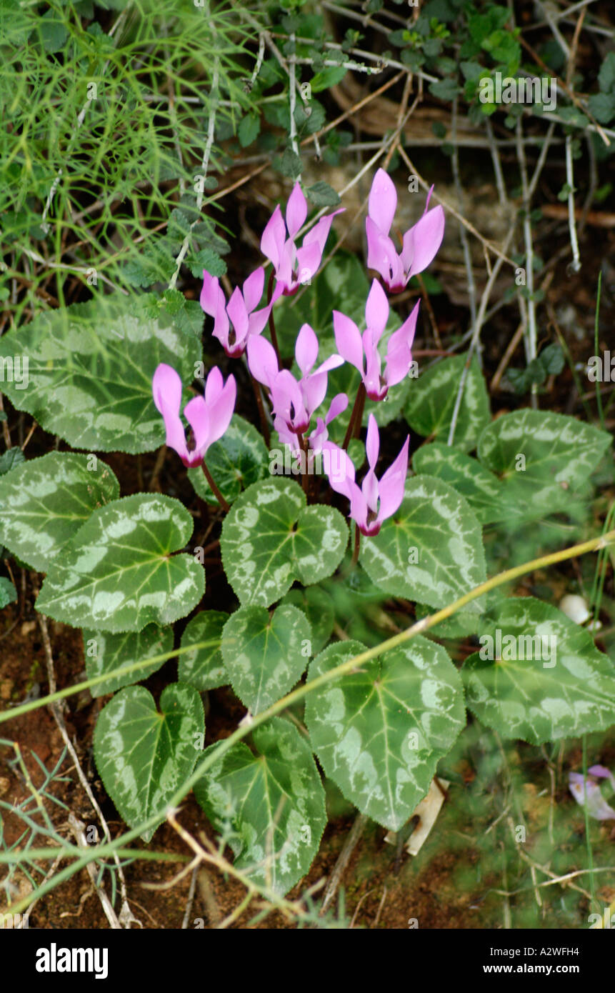 Cyclamen persicum Persian Violet Stock Photo - Alamy