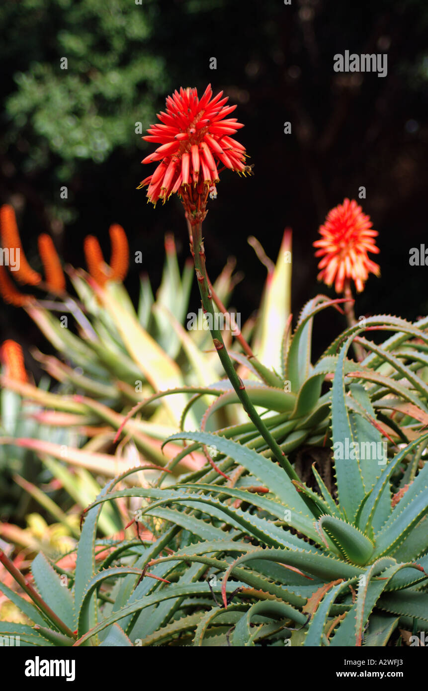Aloe dawei A Berger originally from Mountains of eastern and central ...