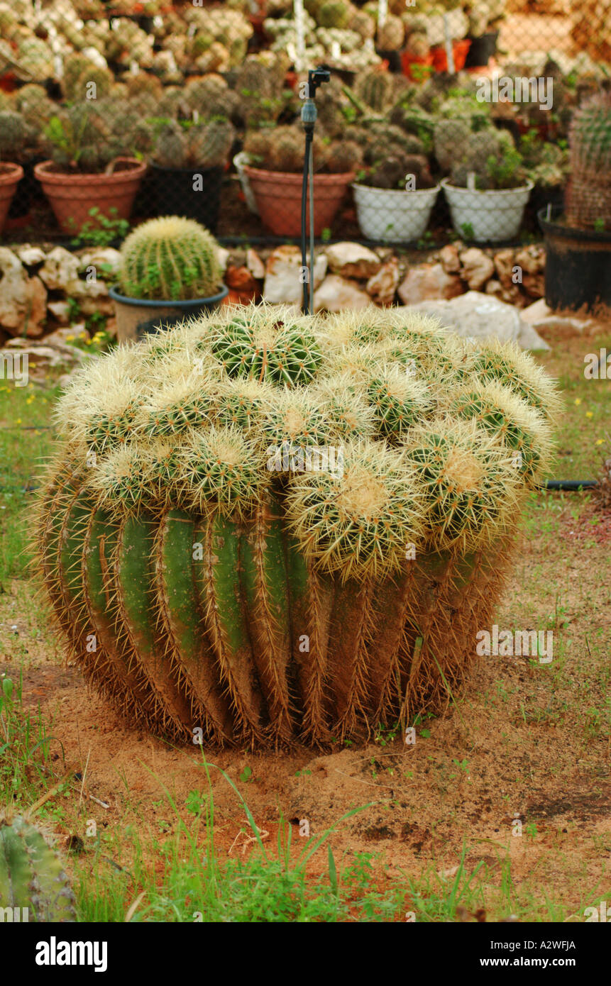 Golden Barrel Cactus Echinocactus Grusonii hildm Stock Photo - Alamy