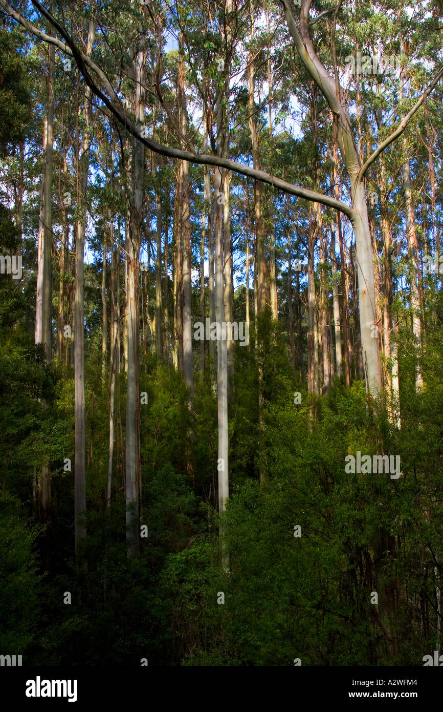 Blackwood australia hi-res stock photography and images - Alamy